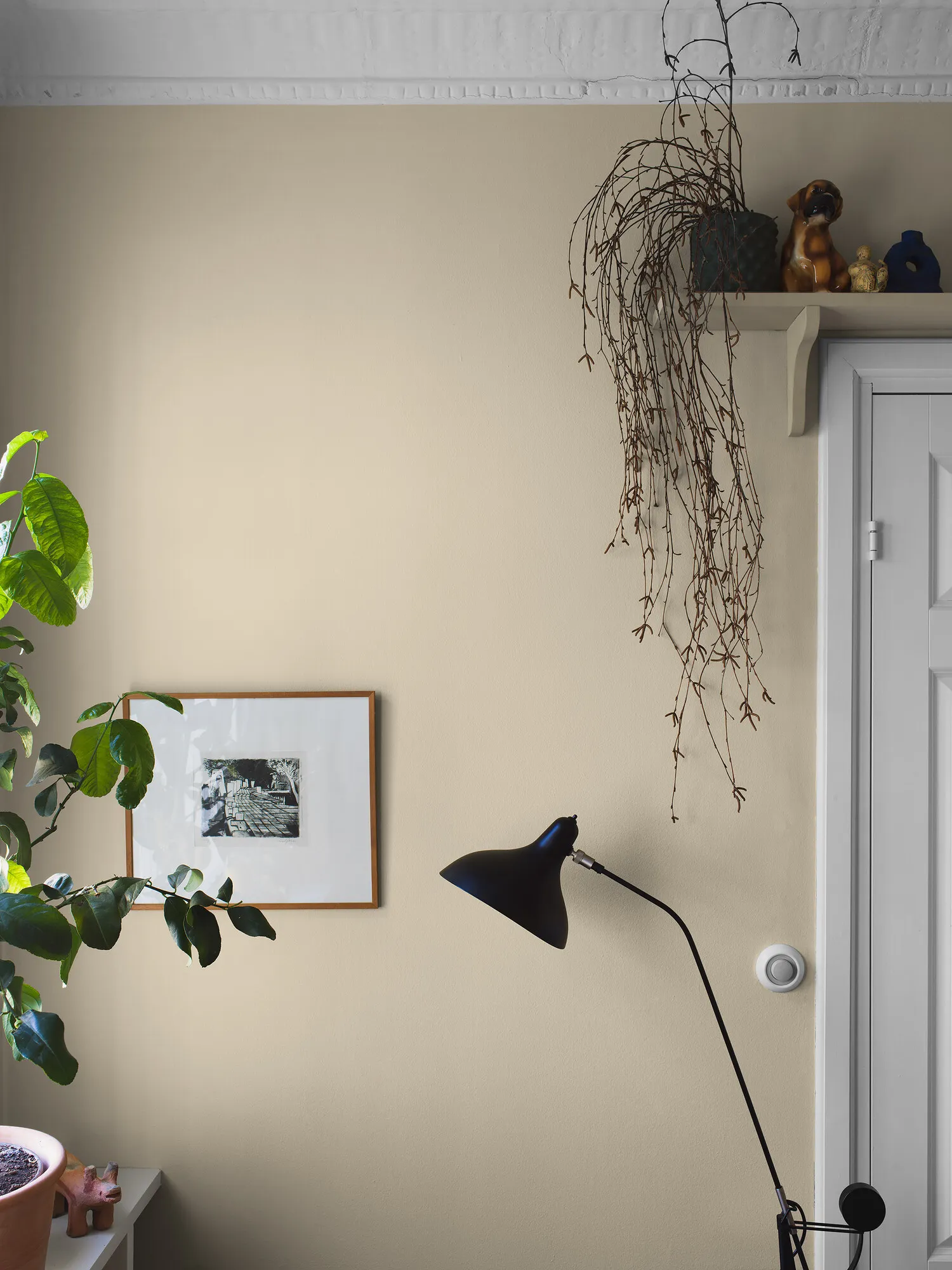 light yellow solid wallpaper