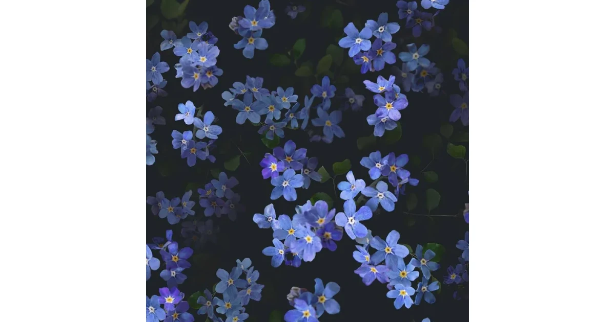 Forget me not Mural tapetti - Boråstapeterin Kukkaistaidetta